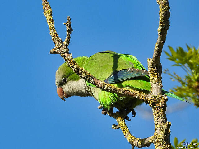 Perriche veuve - diba314467