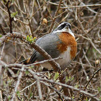 Chestnut-breasted Mountain Finch : Geographic range