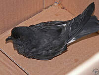 Océanite tempête - Hydrobates pelagicus