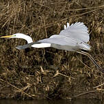 Grande Aigrette - Ardea alba