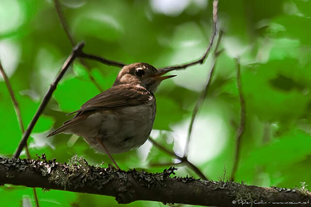 Grive solitaire adulte - dico186061