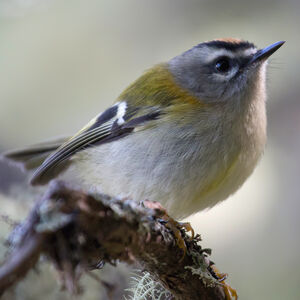 Roitelet de Madère - Regulus madeirensis