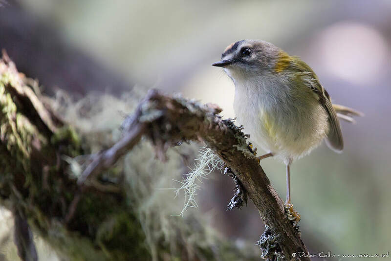 Madeira Firecrest - Regulus madeirensis adult - dico230310