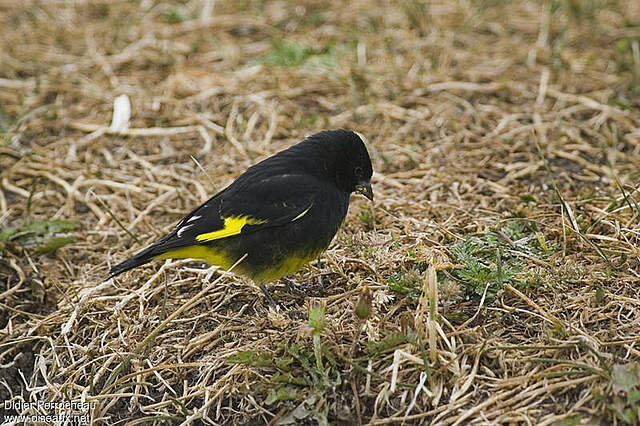 Black Siskin - Spinus atratus male adult - dipe75460