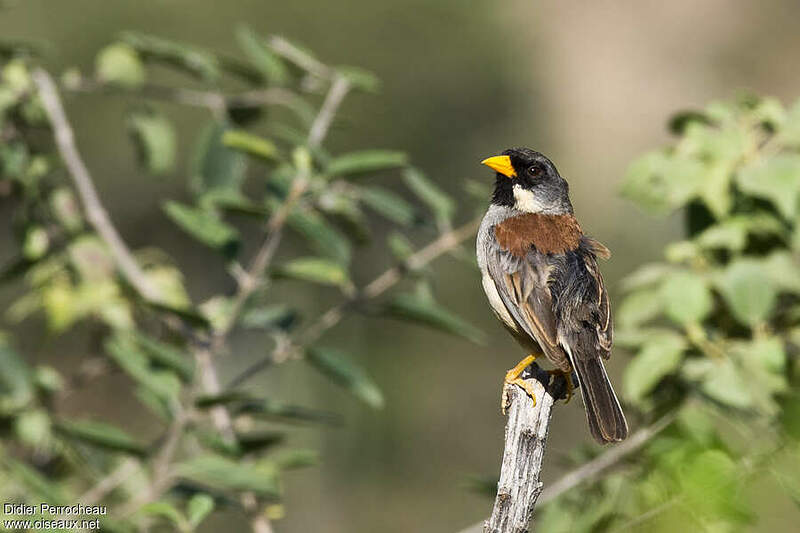 Buff-bridled Inca Finch - Incaspiza laeta adult - dipe116267