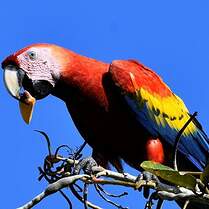 Ara rouge - Ara macao