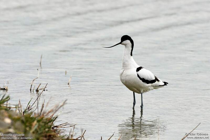 Avocette élégante - dira222704