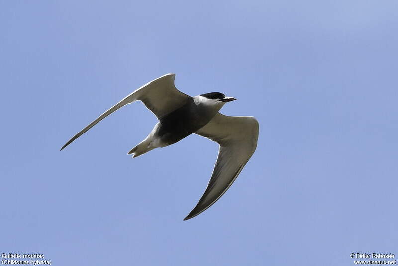 Guifette moustac adulte - dira202474