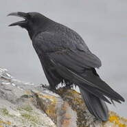 Grand Corbeau - Corvus corax
