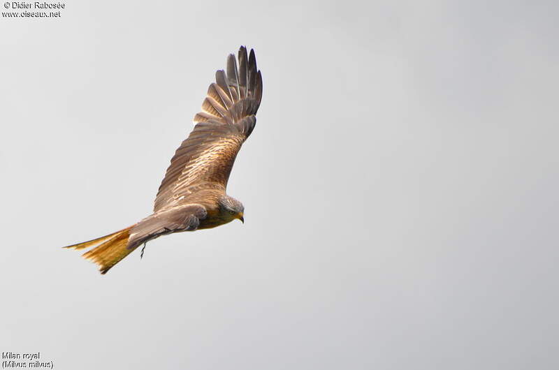 Milan royal - dira166564