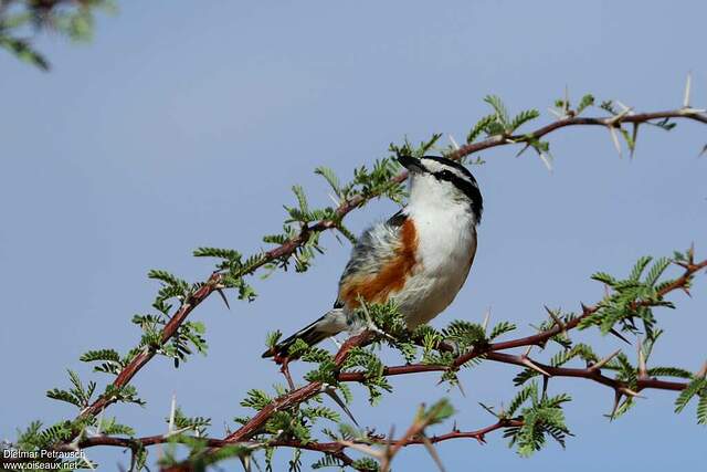 Brubru africain mâle adulte - dpet302145