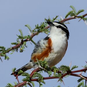 Brubru africain - Nilaus afer