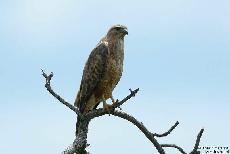 Buse variable adulte - dpet303375