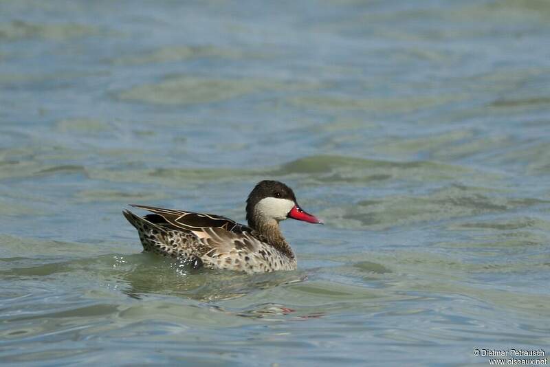 Canard à bec rouge adulte - dpet302151