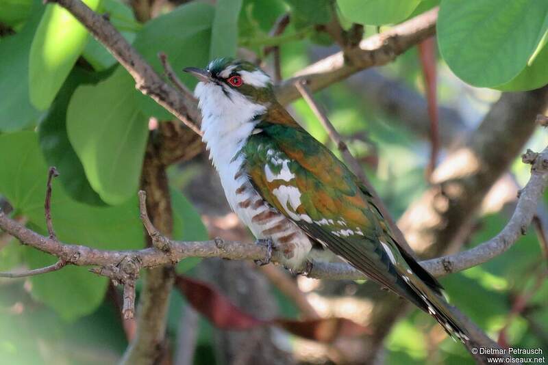 Coucou didric adulte - dpet299253