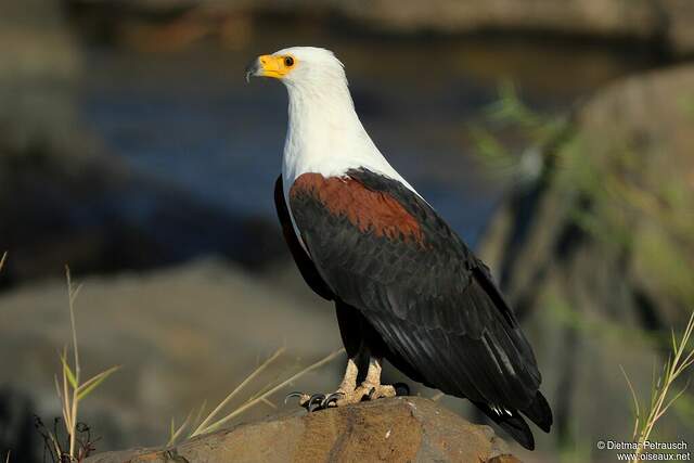Pygargue vocifère adulte - dpet303546
