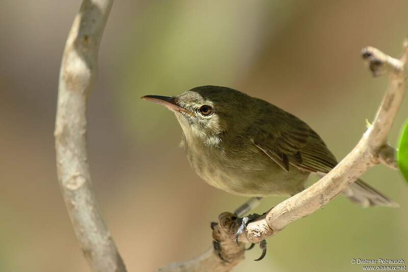 Seychelles Warbler - Acrocephalus sechellensis adult - dpet302653
