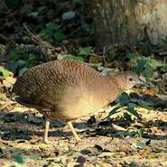Undulated Tinamou - Crypturellus undulatus