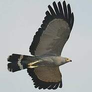 Gymnogène d'Afrique - Polyboroides typus