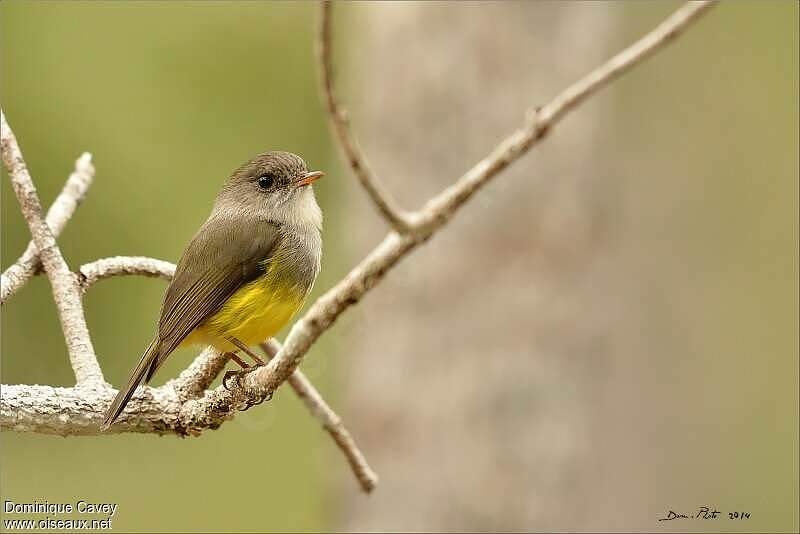 Miro à ventre jaune adulte - doca170050