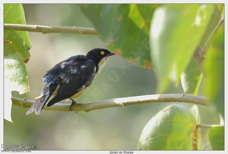 Sharpe's Starling - Pholia sharpii adult - doca175767