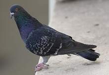 Pigeon biset - Columba livia
