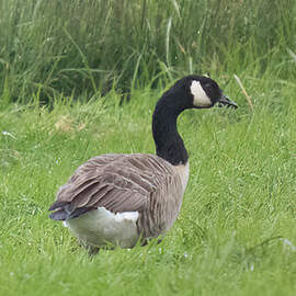 Bernache de Hutchins - Branta hutchinsii