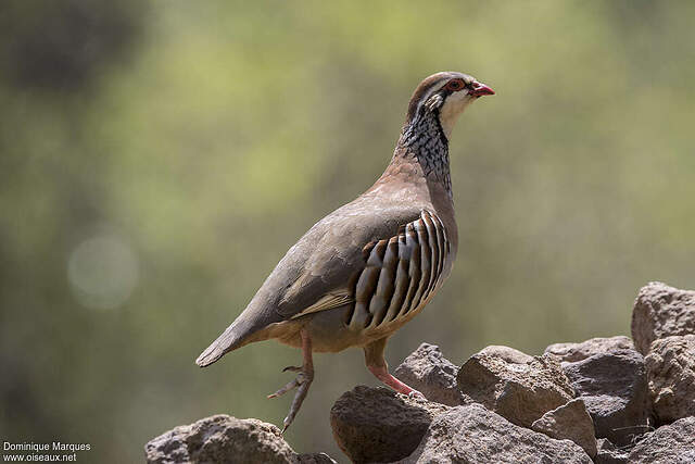 Perdrix rouge - Alectoris rufa - doma219067