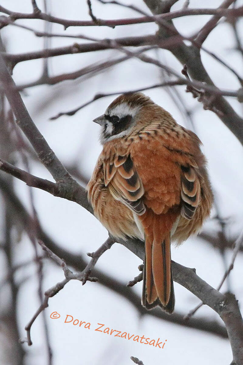 Meadow Bunting - Emberiza cioides - doza174412