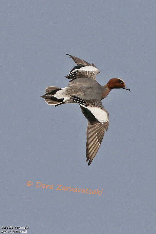 Canard siffleur mâle adulte - doza175528