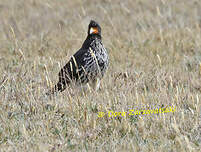 Carunculated Caracara - Phalcoboenus carunculatus
