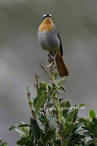 Cossyphe du Cap adulte nuptial - doza206460