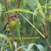 Microtyran bariolé - Poecilotriccus ruficeps