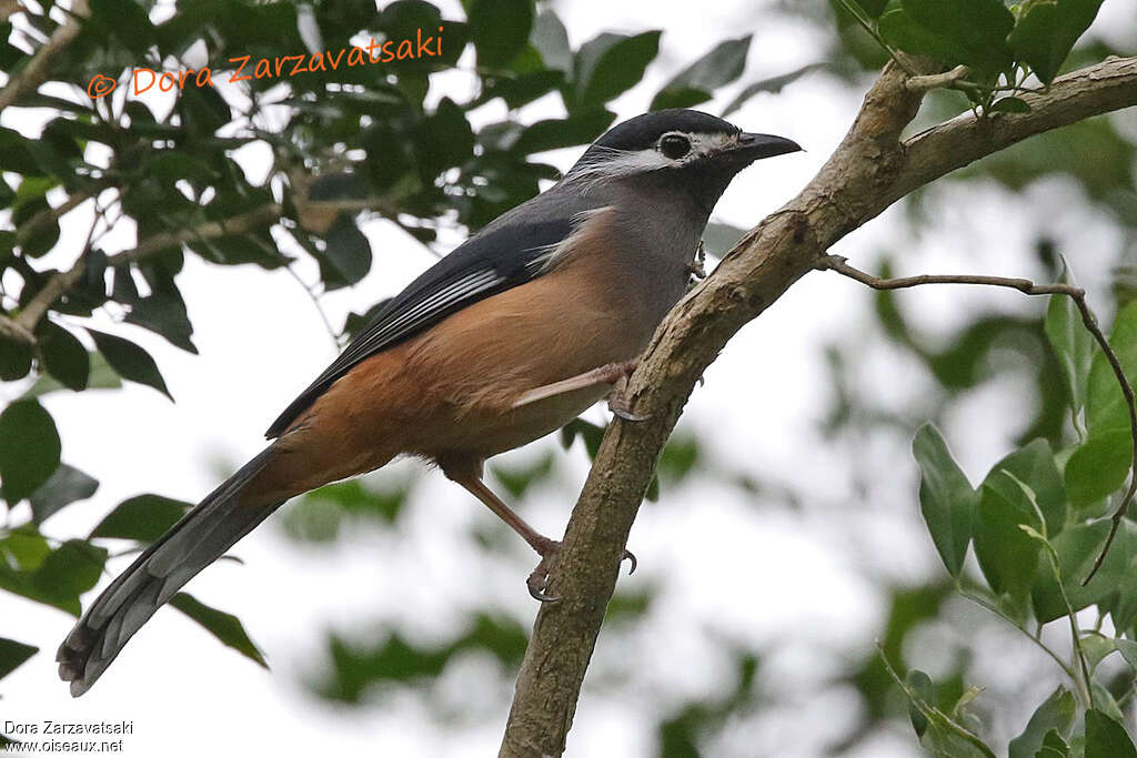 White-eared Sibia - Heterophasia auricularis