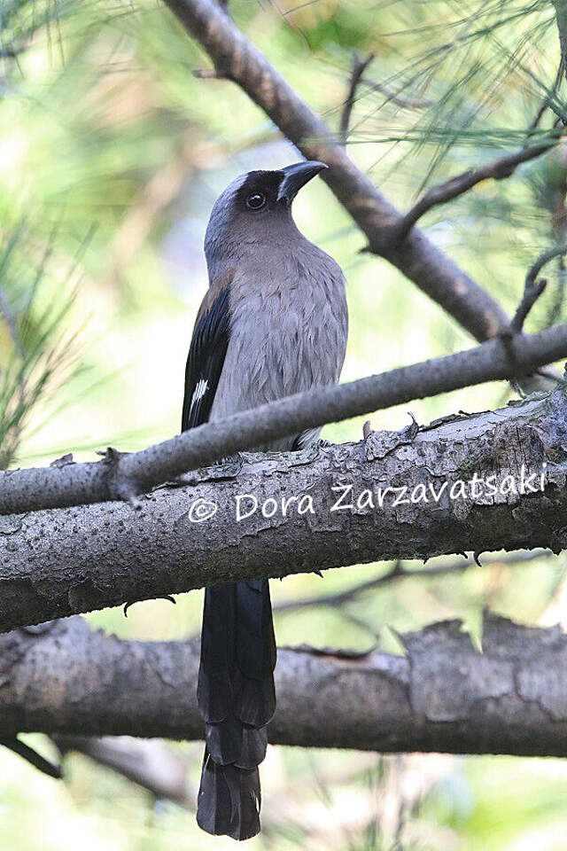 Grey Treepie - Dendrocitta formosae adult - doza212800