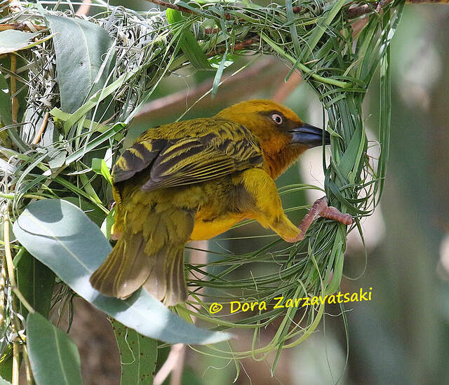 Tisserin du Cap mâle adulte - doza207084