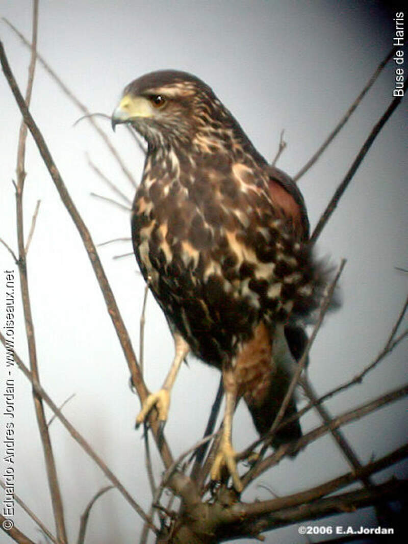 Buse de Harris immature - eajo23117