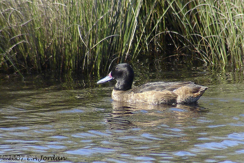 Black-headed Duck - Heteronetta atricapilla male adult - eajo48826