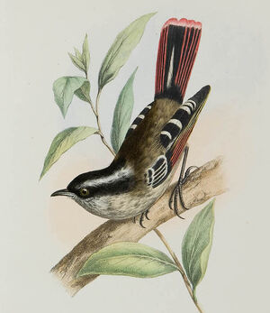 Red-tailed Minla - Minla ignotincta