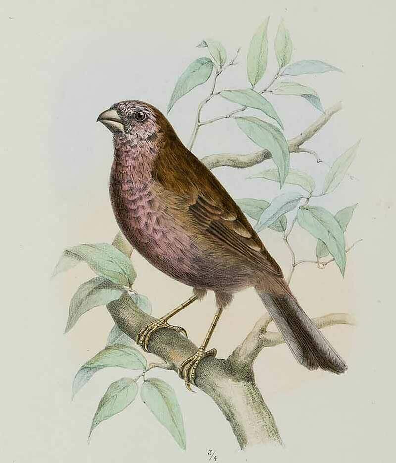 Dark-rumped Rosefinch - Carpodacus edwardsii - emou147070