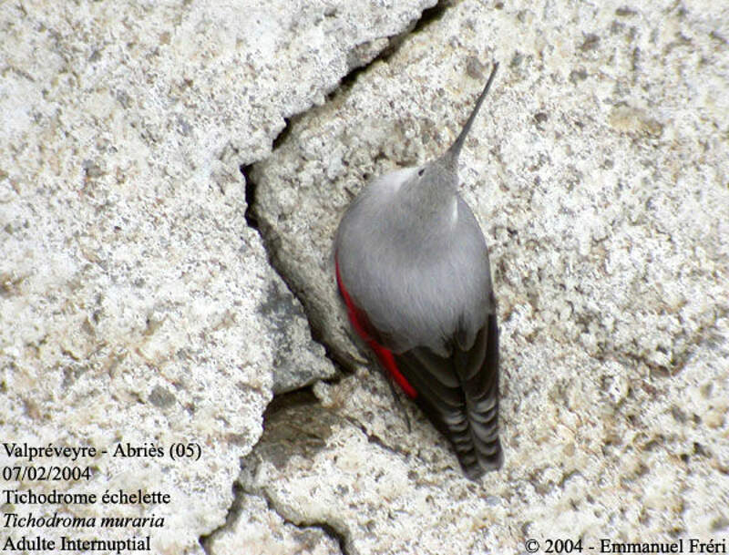 Tichodrome échelette - emfr4059
