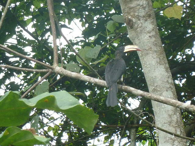 Calao longibande adulte - erbr175840