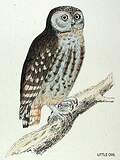 Strigiformes - Oiseaux.net