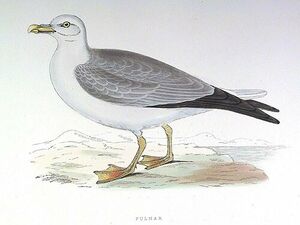 Procellariiformes - Oiseaux.net