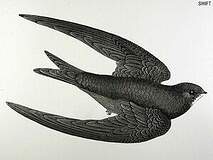 Apodiformes - Oiseaux.net