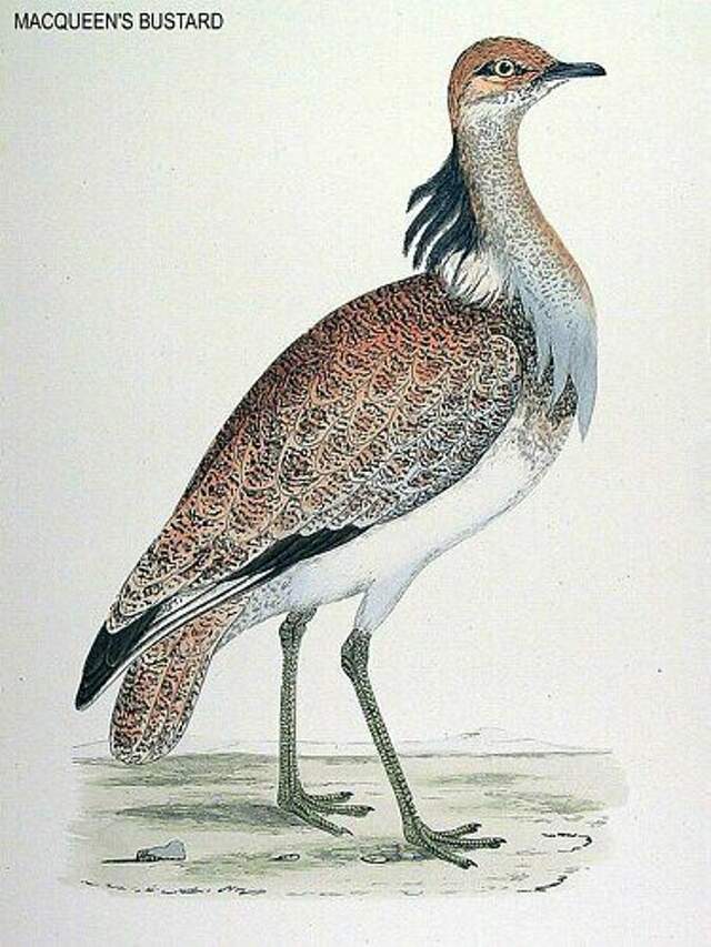 Macqueen's Bustard - Chlamydotis macqueenii - wimo28639