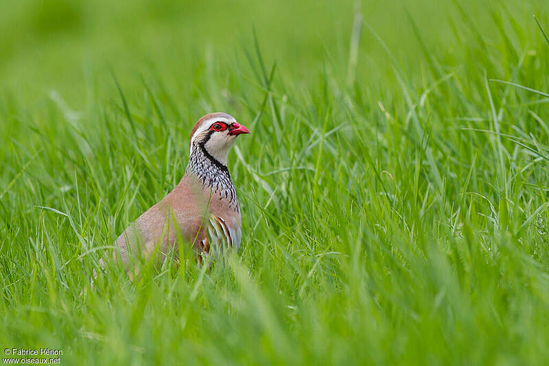 Perdrix rouge adulte - fahe136971