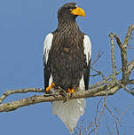 Pygargue de Steller - Haliaeetus pelagicus
