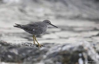 Chevalier errant adulte nuptial - flle324326