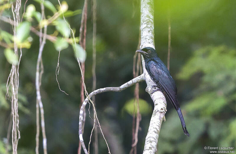 Crow-billed Drongo - Dicrurus annectens - flle289958